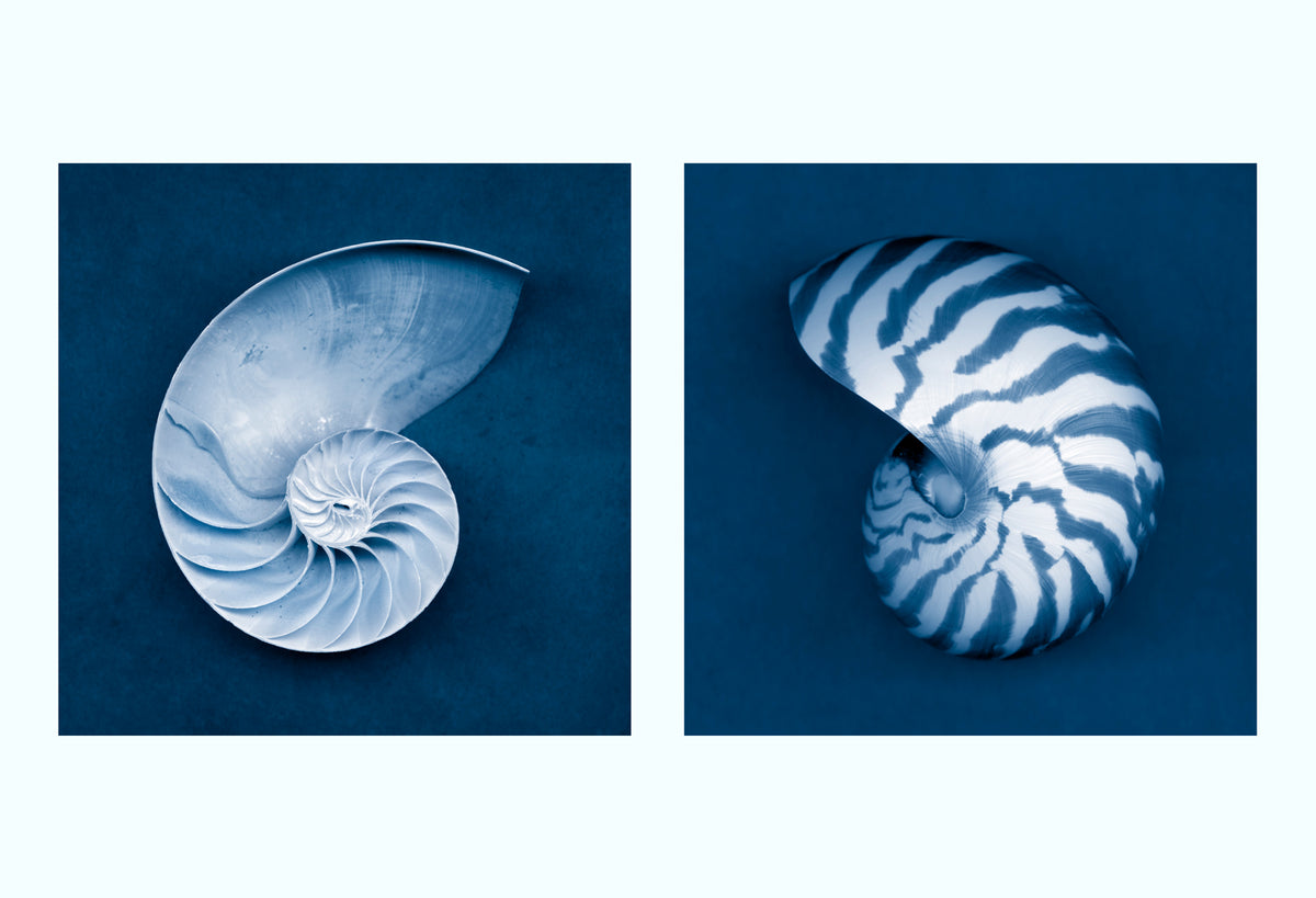 Nautilus Shells Art Print Set | 55MAX