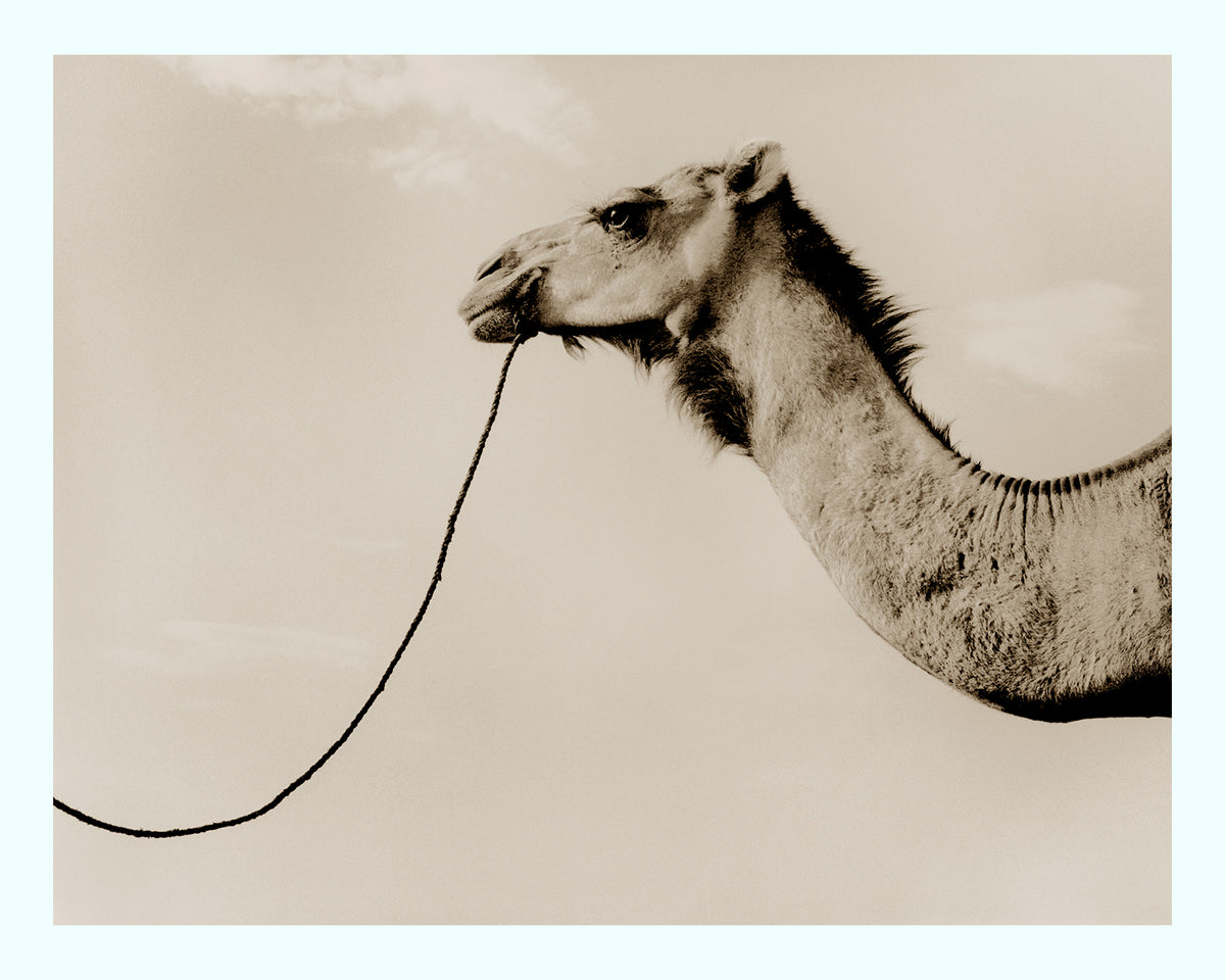 Igor Art Print | 55MAX