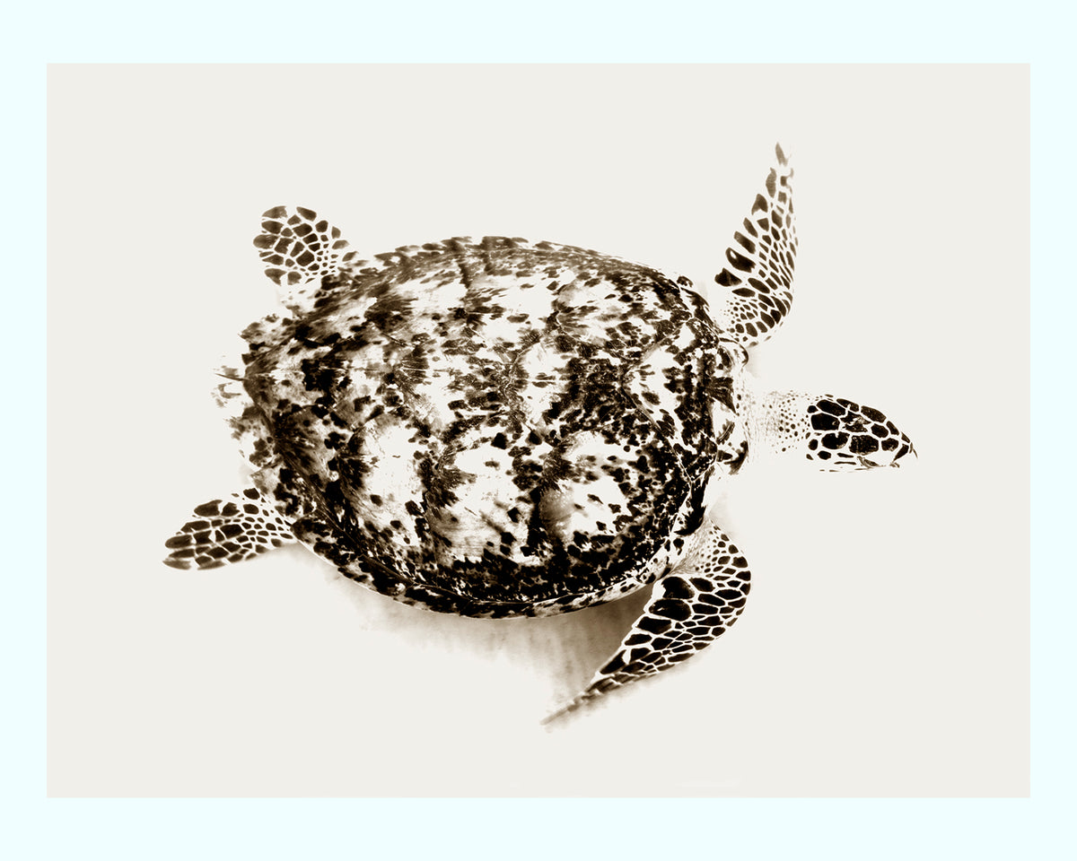 Turtle Art Print | 55MAX